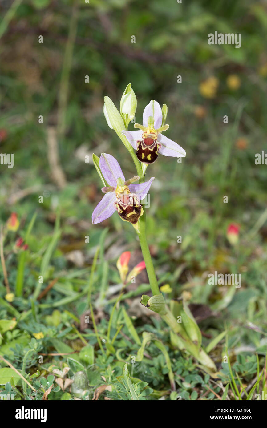 Ophrys apifera Bee Orchid Stock Photo - Alamy