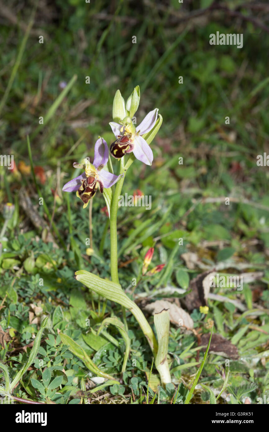Ophrys apifera Bee Orchid Stock Photo - Alamy