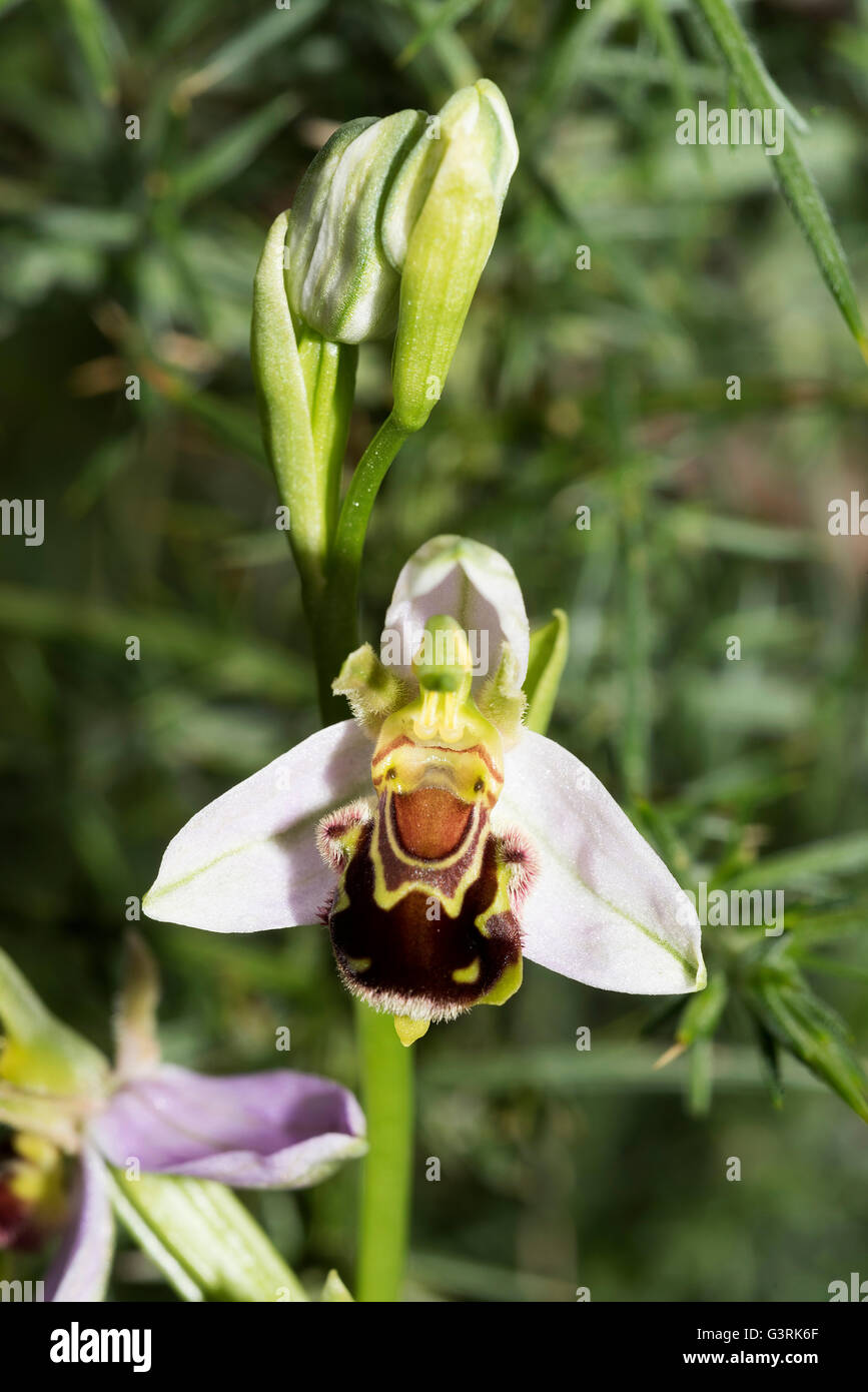 Ophrys apifera Bee Orchid Stock Photo - Alamy