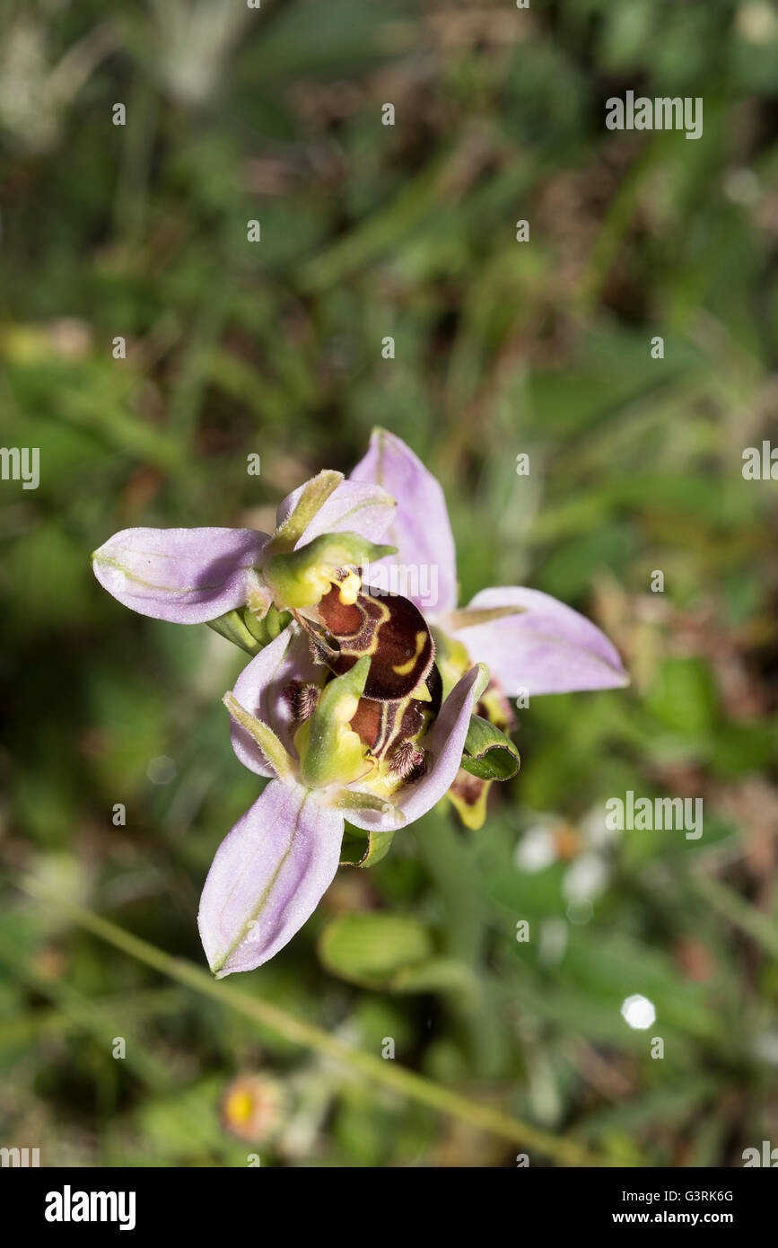 Orchid pollination hi-res stock photography and images - Alamy