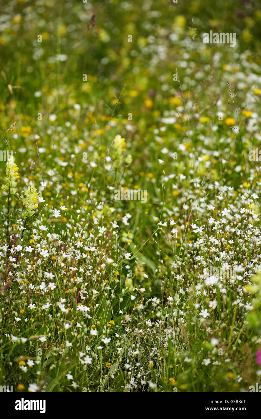 Closeup of beautiful small wild flowers in a field Stock Photo - Alamy