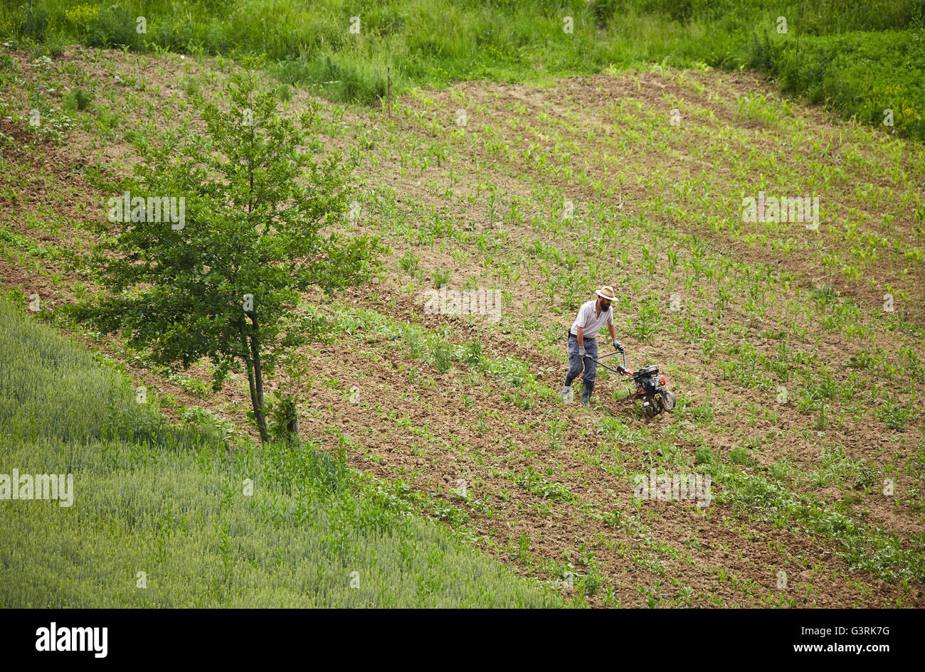 Aerial view of a farmer weeding in a corn field with a motorized tiller ...
