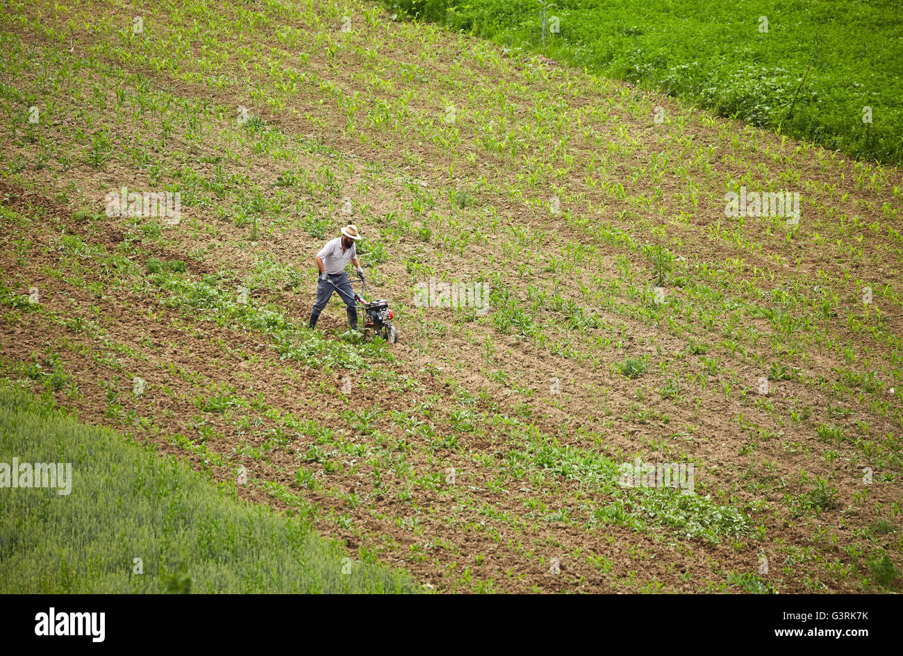 Aerial view of a farmer weeding in a corn field with a motorized tiller ...