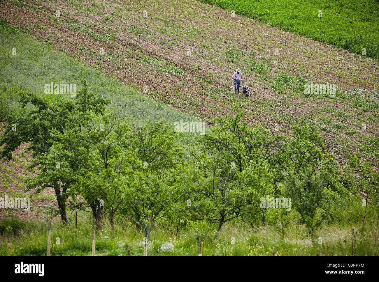 Aerial view of a farmer weeding in a corn field with a motorized tiller ...