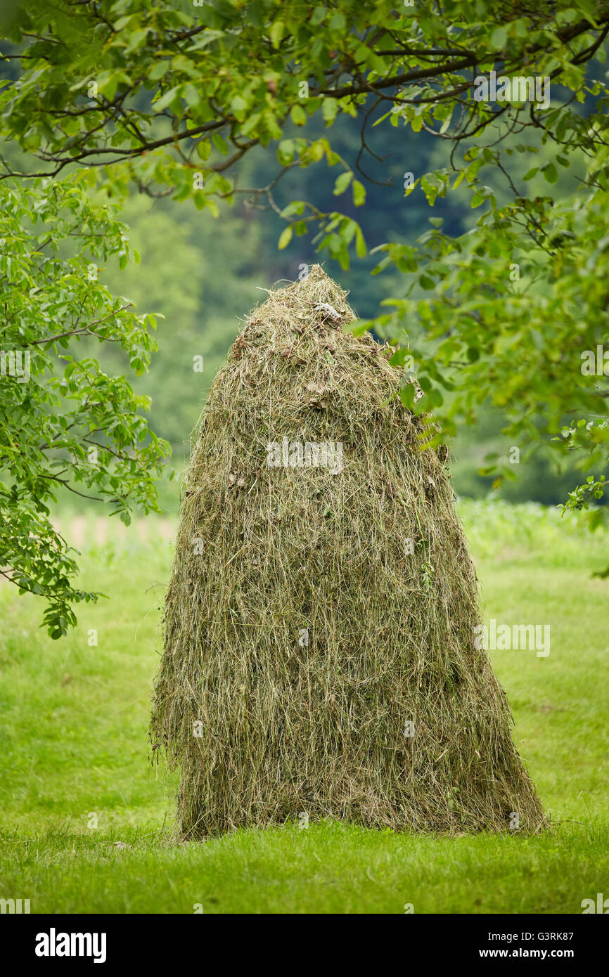 Orchard grass hay hi-res stock photography and images - Alamy