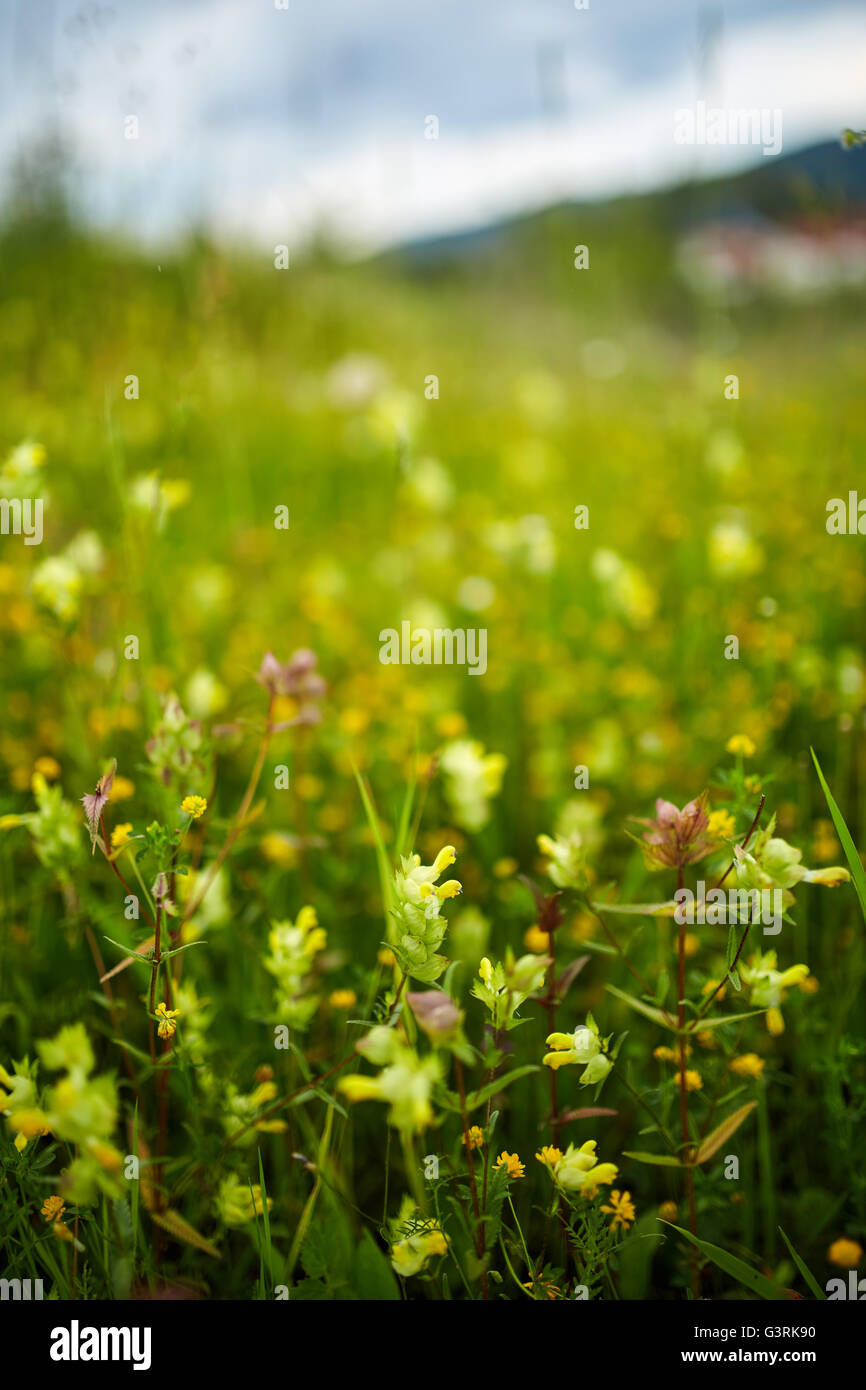 Closeup of beautiful small wild flowers in a field Stock Photo - Alamy