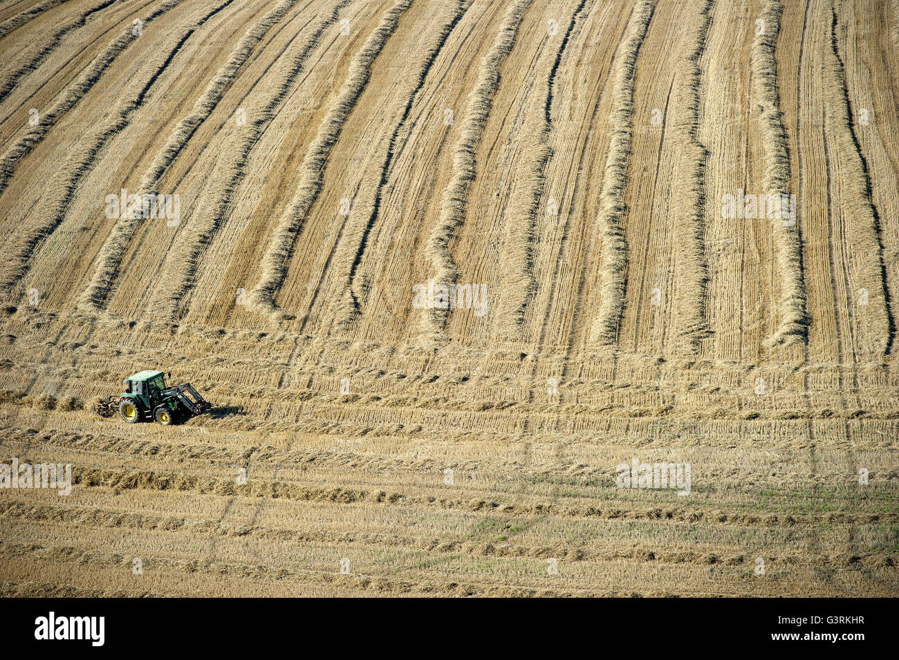 Haymaking Tractor racking the rows of hay in the field Stock Photo - Alamy