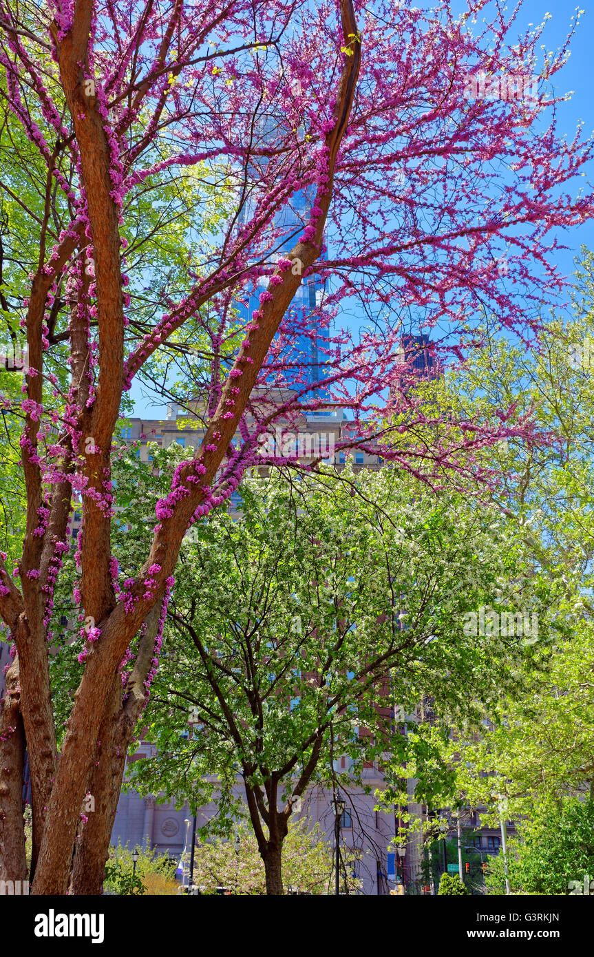 Trees in blossom in Love Park in Philadelphia, Pennsylvania, USA Stock ...