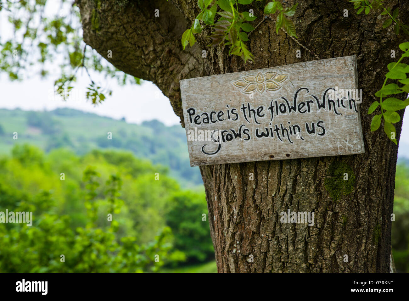 A philosophical sign inspiring peace and love attached to a tree Stock ...