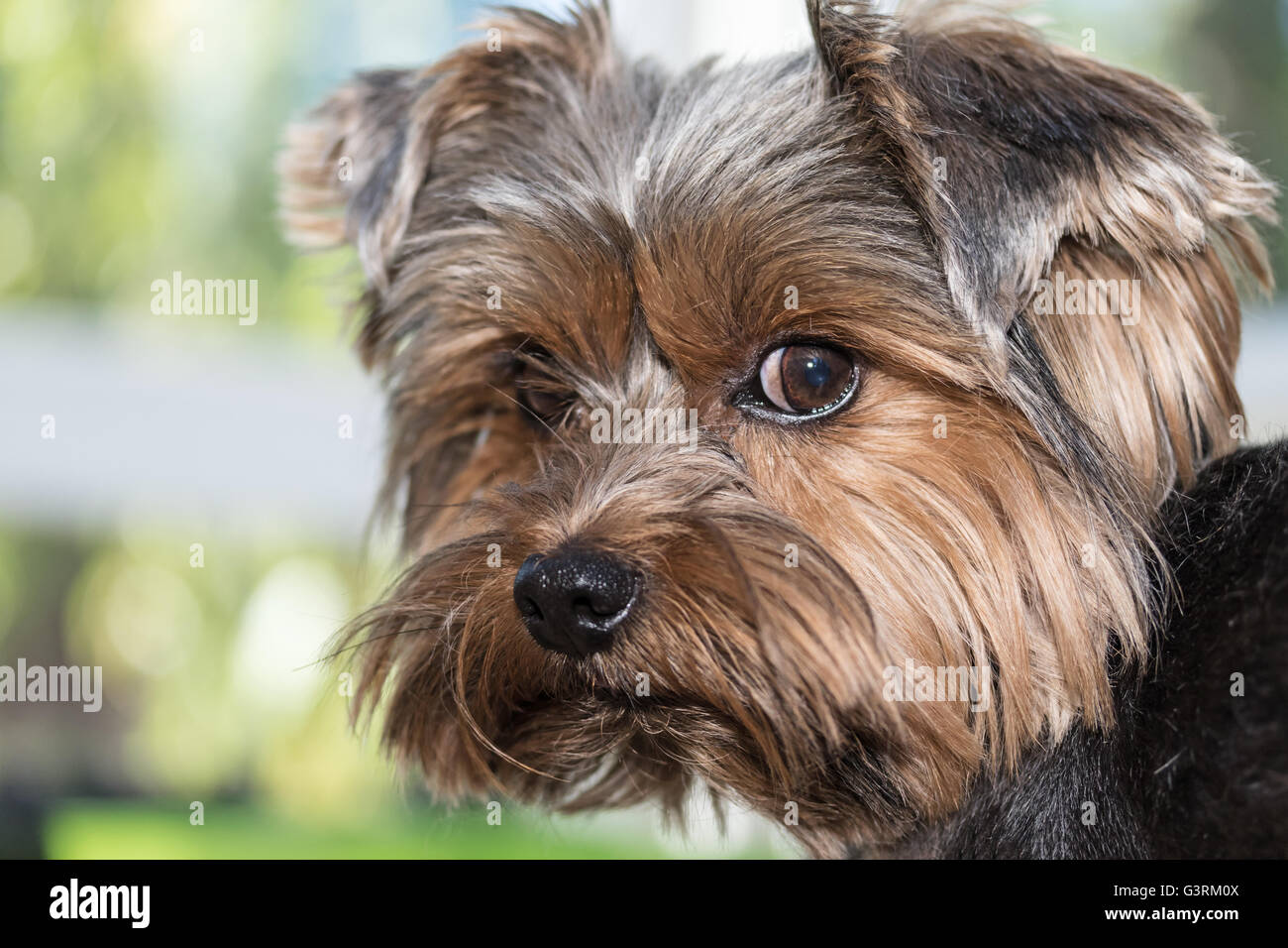 Closeup portrait of the yorkshire terrier. Slightly side view. The dog ...