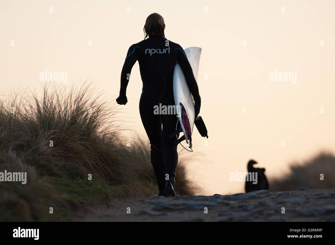Surfer carrying surfboard running up the path through the dune grass at ...
