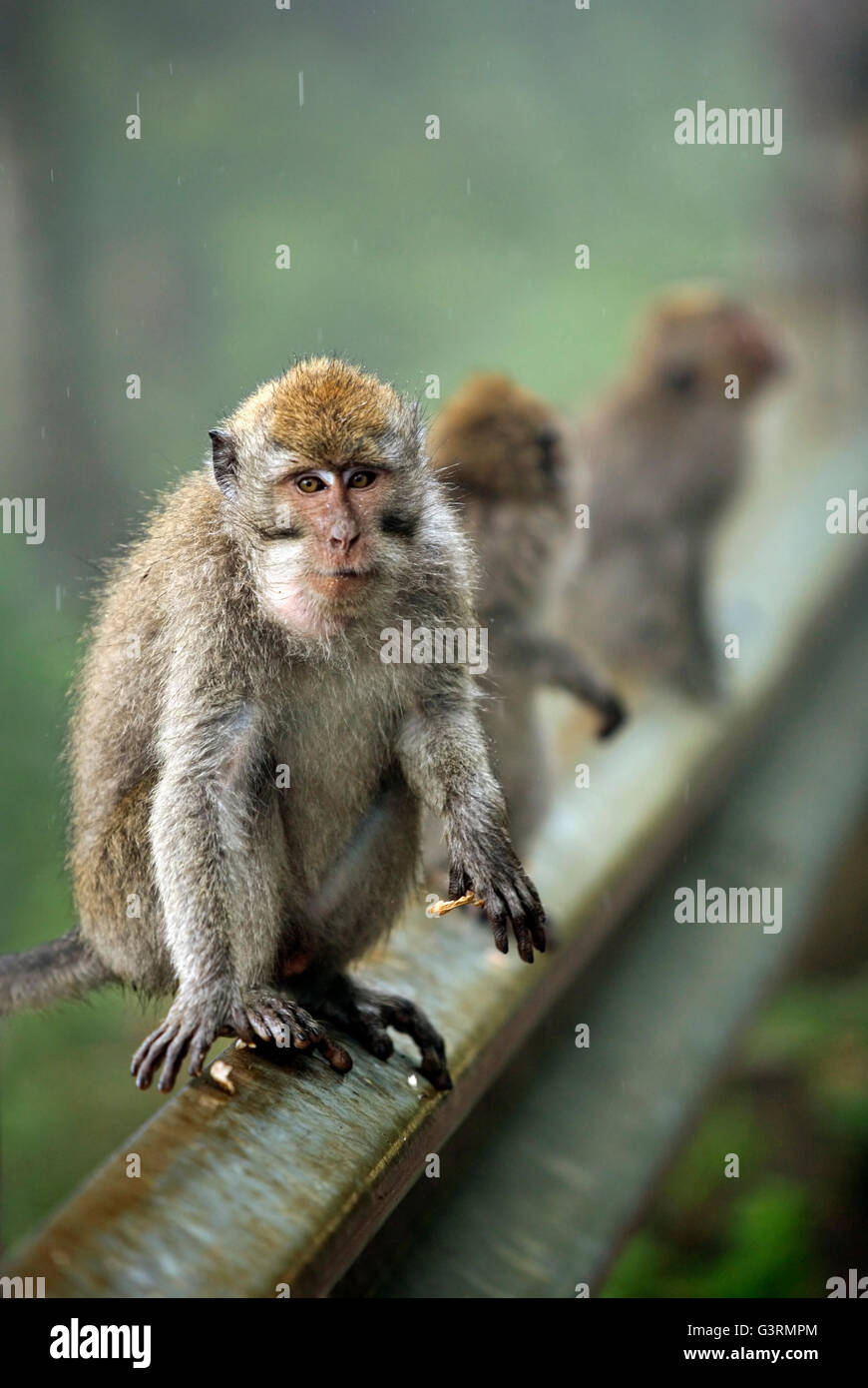 Family of monkeys. Bali. Indonesia Stock Photo - Alamy
