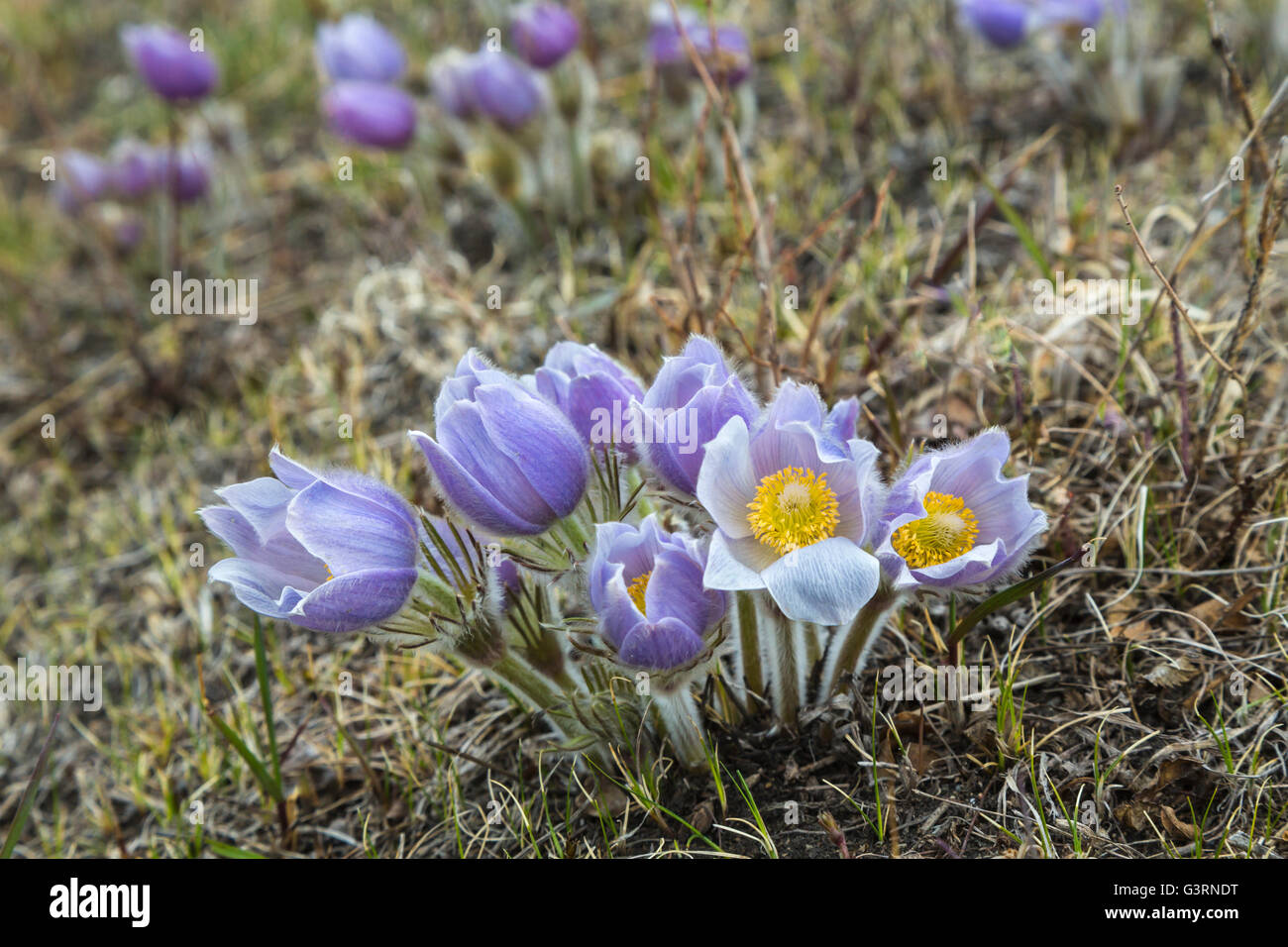 Prairie wildflower hi-res stock photography and images - Alamy