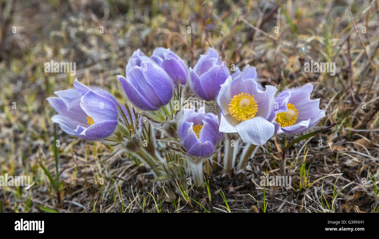 Wildflower spring hi-res stock photography and images - Alamy