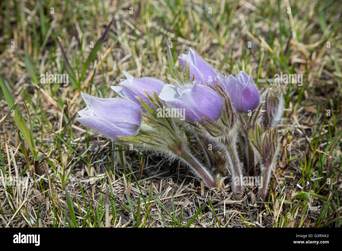 The Prairie crocus wildflower blooming in the spring near Plum Coulee ...
