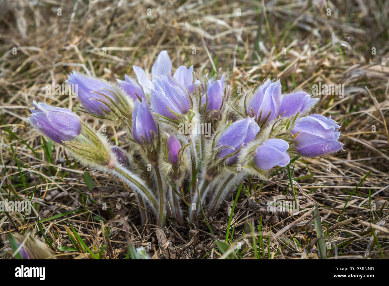 Prairie crocus manitoba hi-res stock photography and images - Alamy