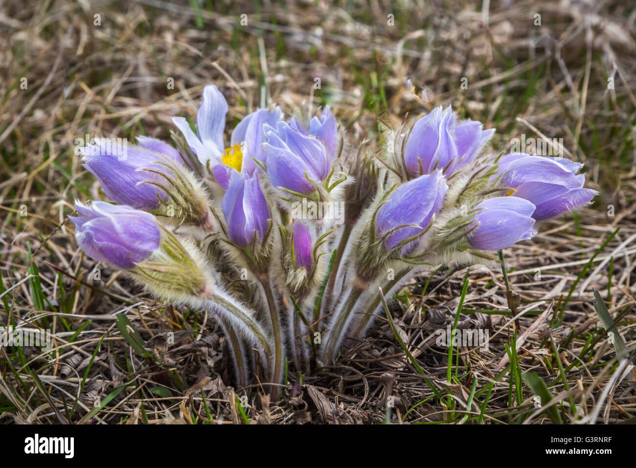 Wildflower spring hi-res stock photography and images - Alamy