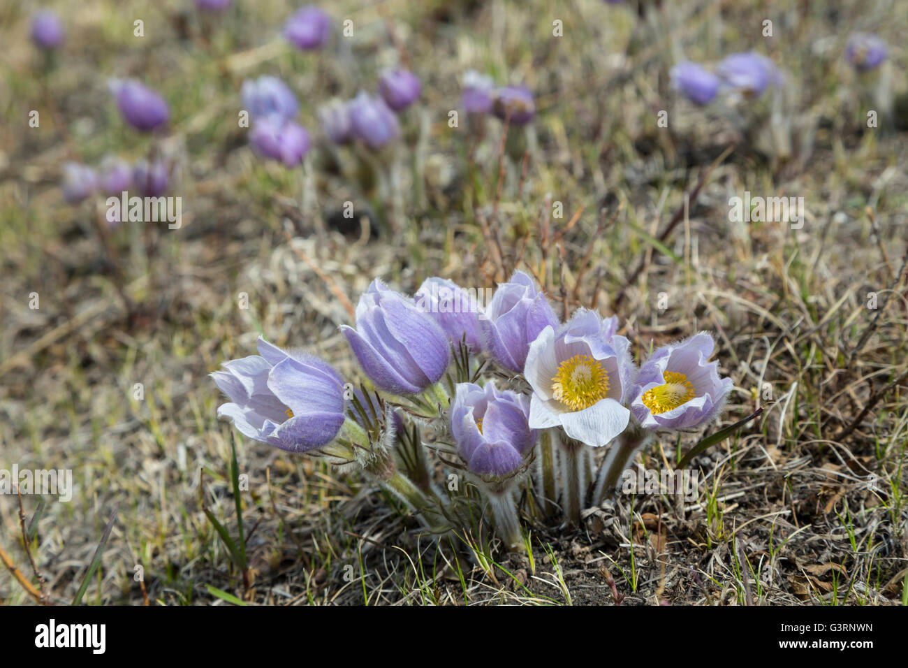 Wildflower spring hi-res stock photography and images - Alamy