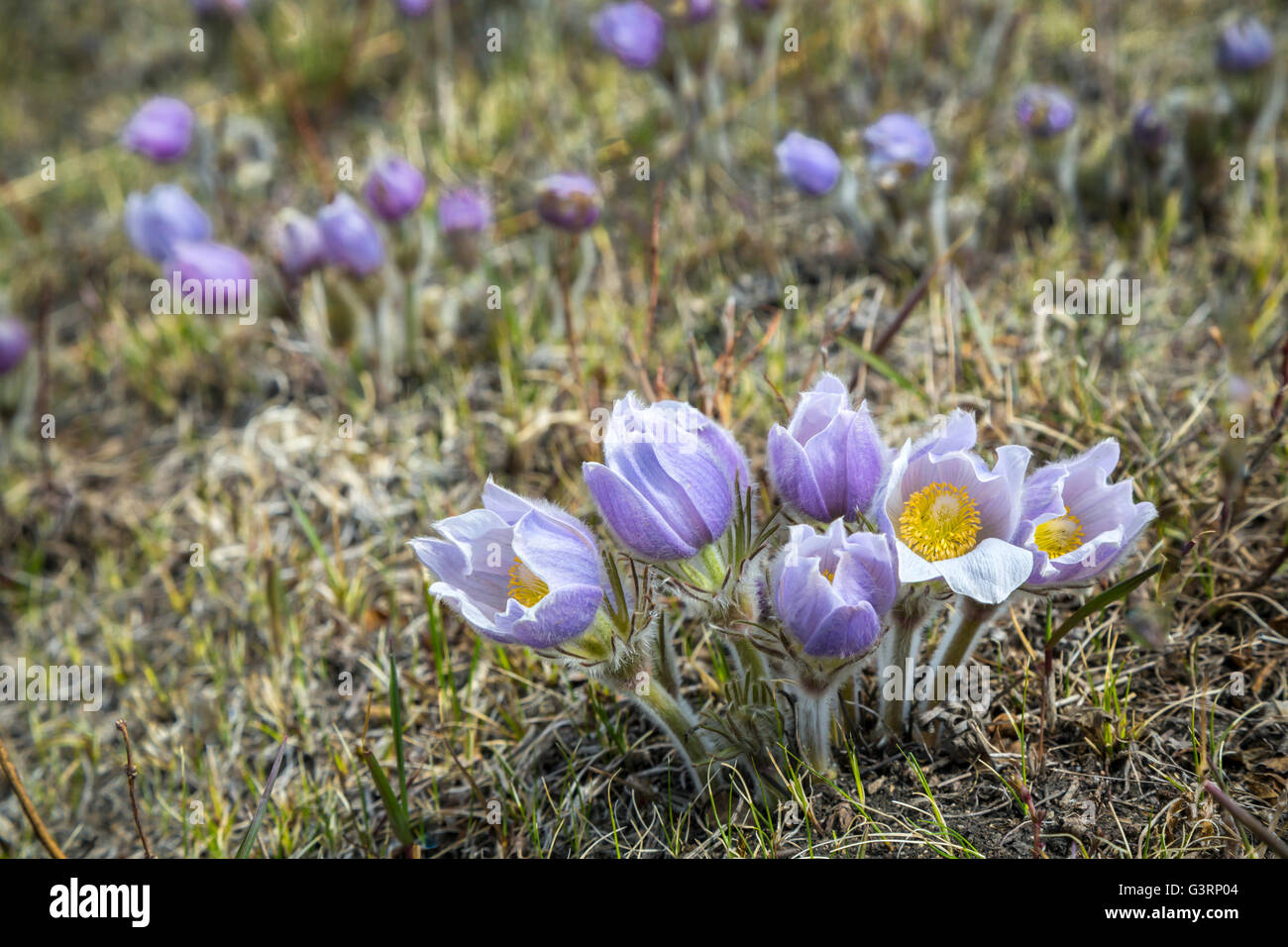 The Prairie crocus wildflower blooming in the spring near Plum Coulee ...