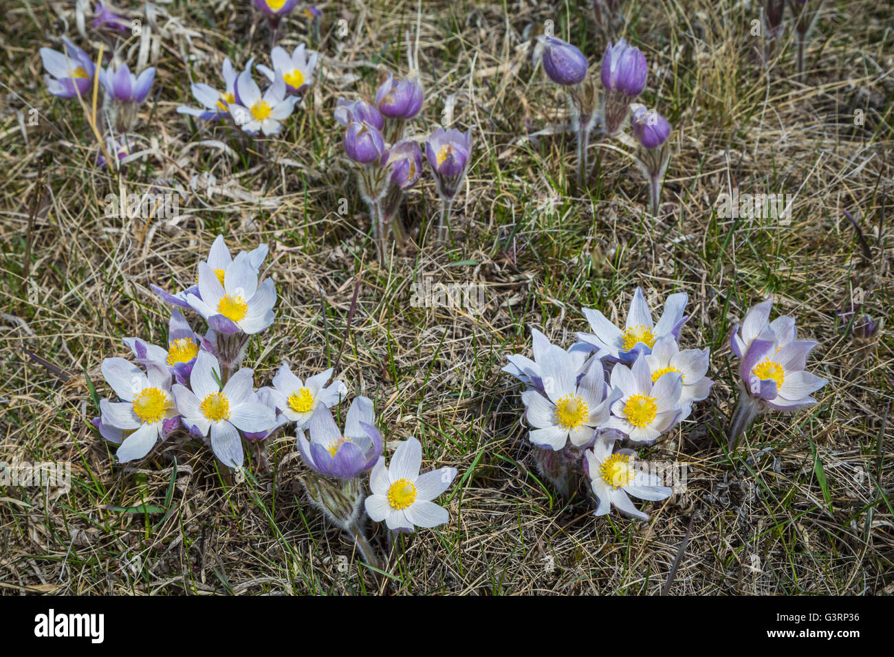 The Prairie crocus wildflower blooming in the spring near Plum Coulee ...