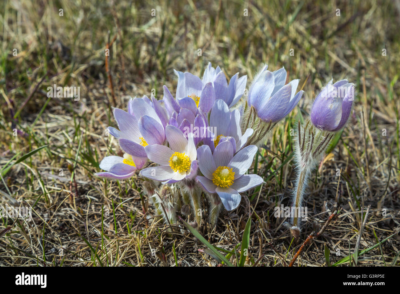 Prairie crocus canada spring hi-res stock photography and images - Alamy