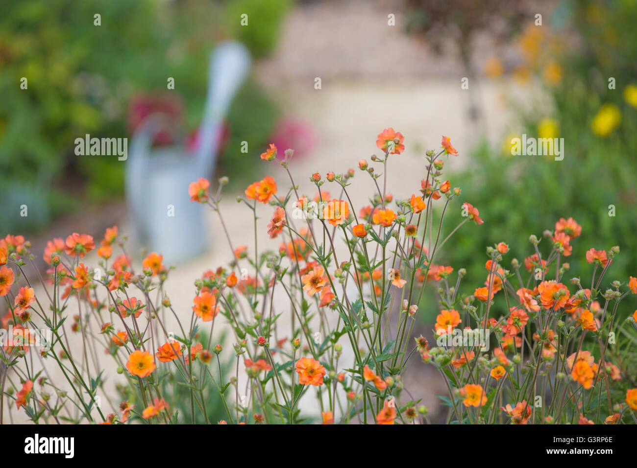 Orange geum hi-res stock photography and images - Alamy