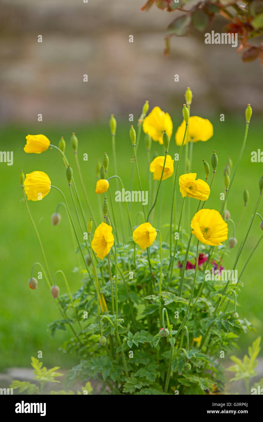 Yellow Welsh poppy flowers in a cottage garden in Wales Stock Photo - Alamy