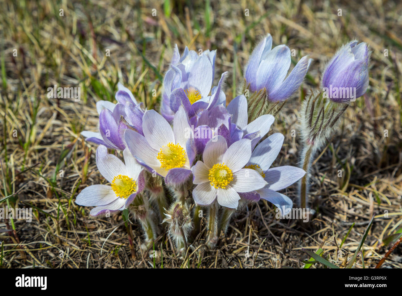 Prairie crocus canada spring hi-res stock photography and images - Alamy
