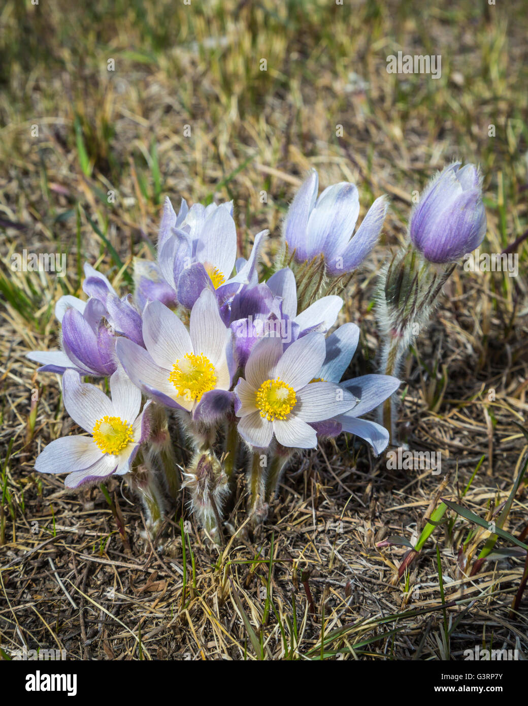 Prairie Crocus Canada Spring Stock Photos & Prairie Crocus Canada ...