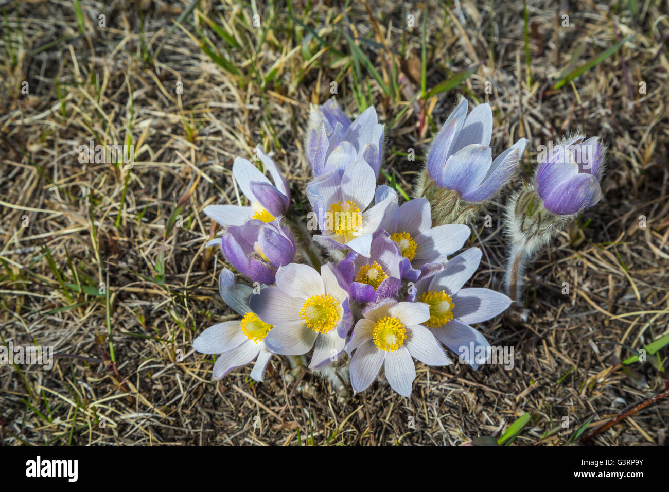 The Prairie crocus wildflower blooming in the spring near Plum Coulee ...