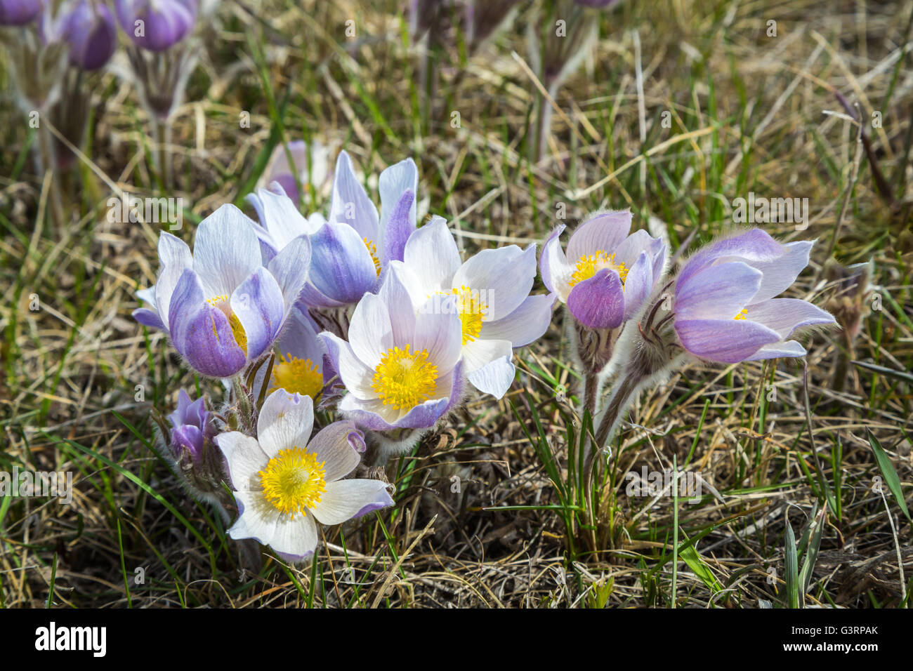 Prairie crocus canada spring hi-res stock photography and images - Alamy