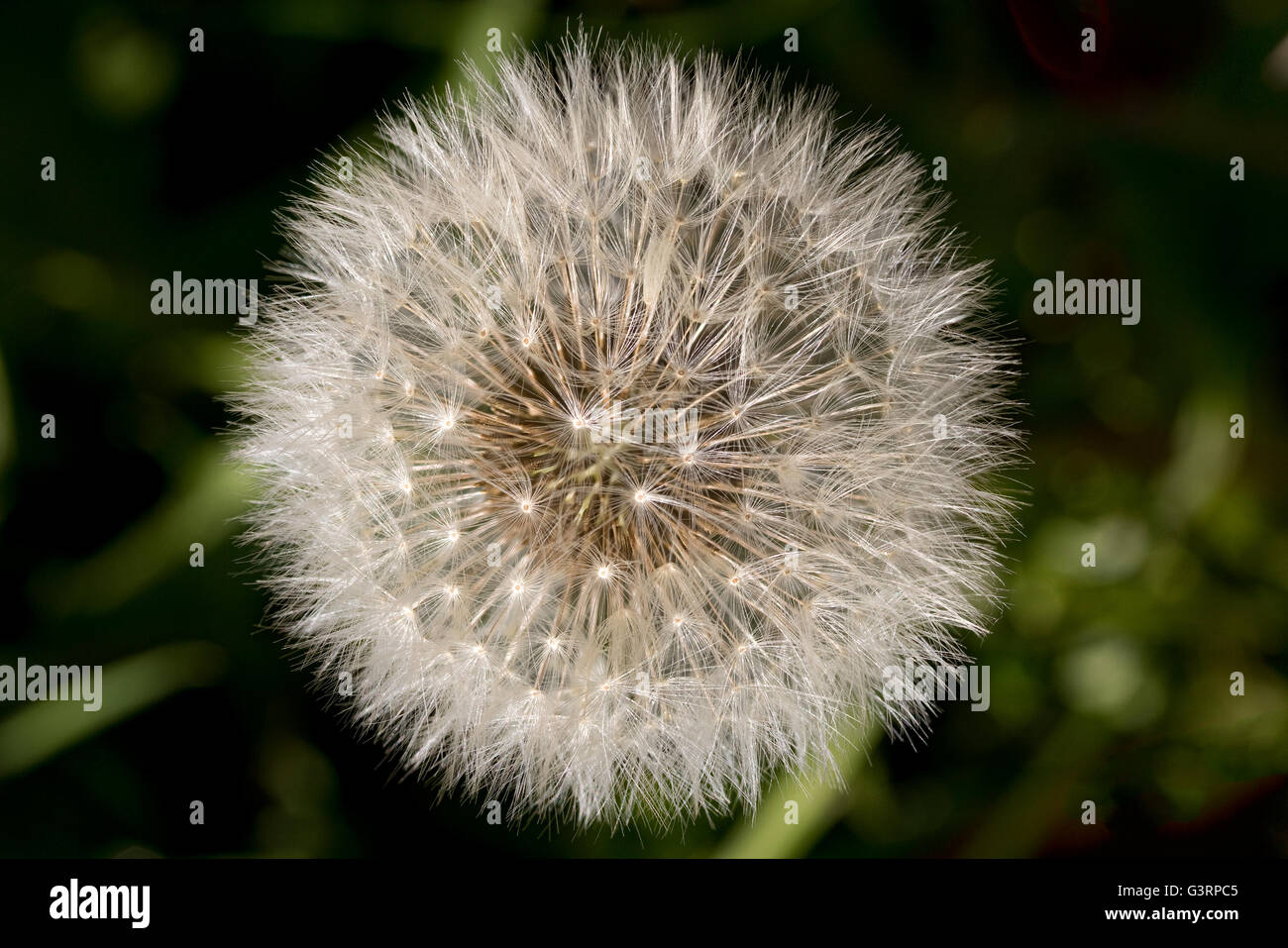 Dandelion flora summer nature seed flower fluffy plant botany beauty hi ...
