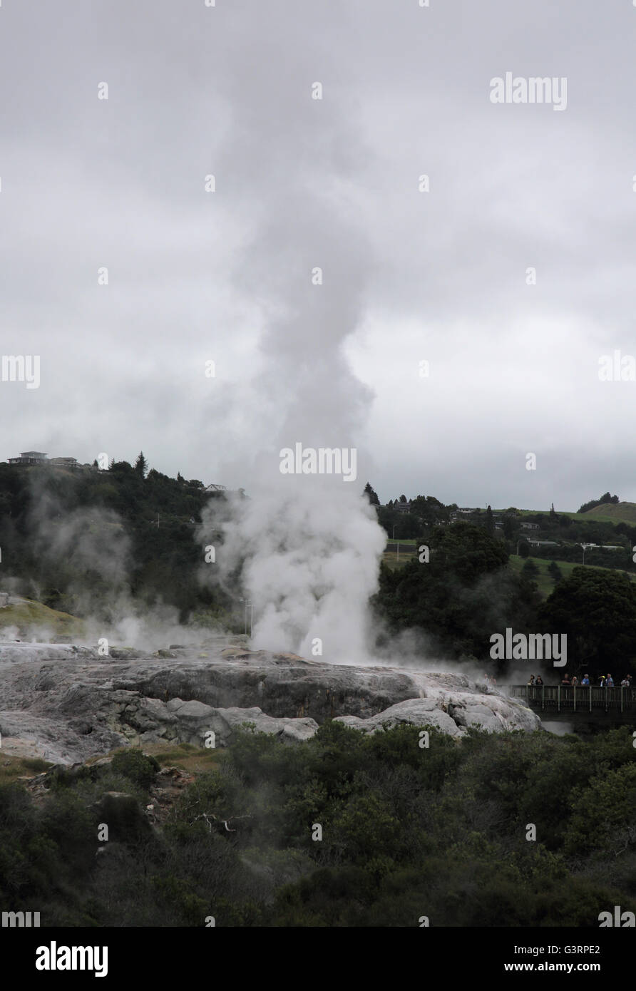 geyser in the whakarewarewa thermal village rotorua new zealand Stock ...