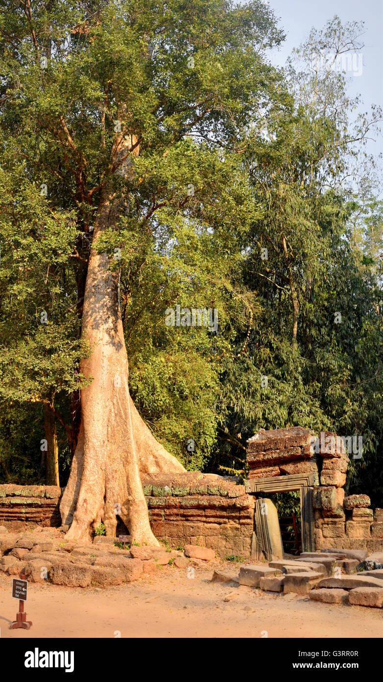 Cambodia jungle hi-res stock photography and images - Alamy