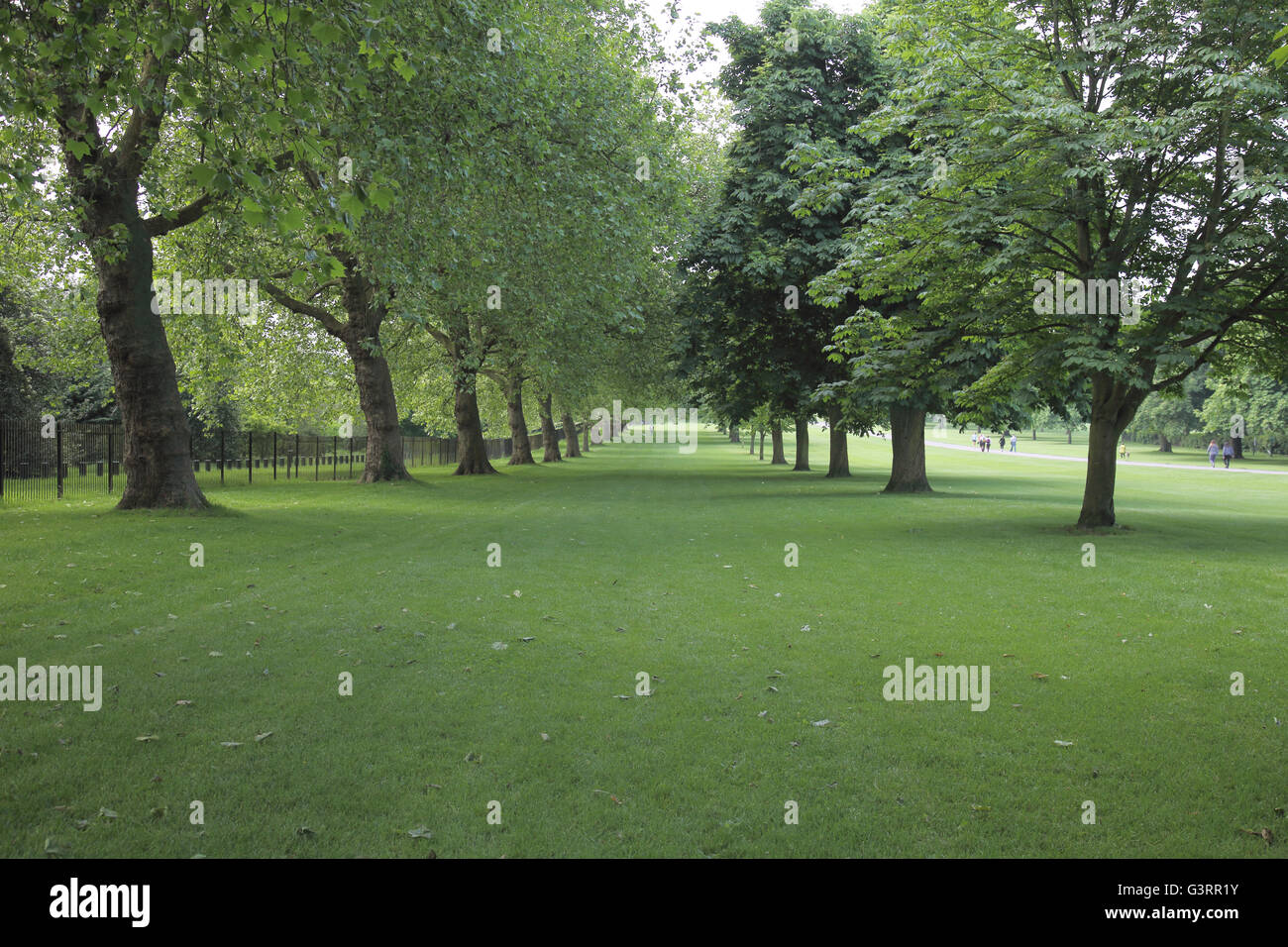 Trees along the long walk in windsor great park Stock Photo - Alamy