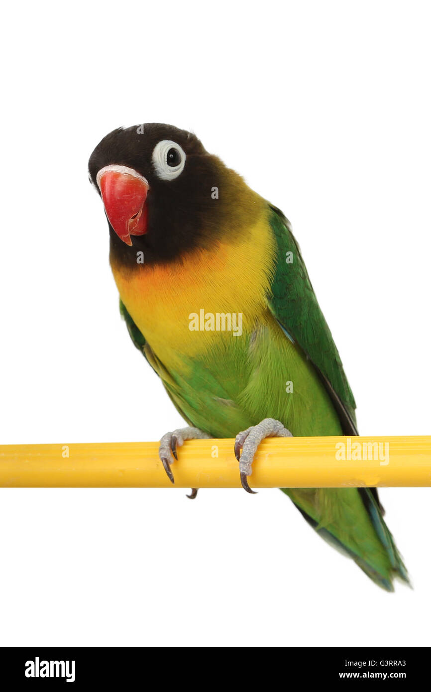 Beautiful parrots on branch Cut Out Stock Images & Pictures - Alamy