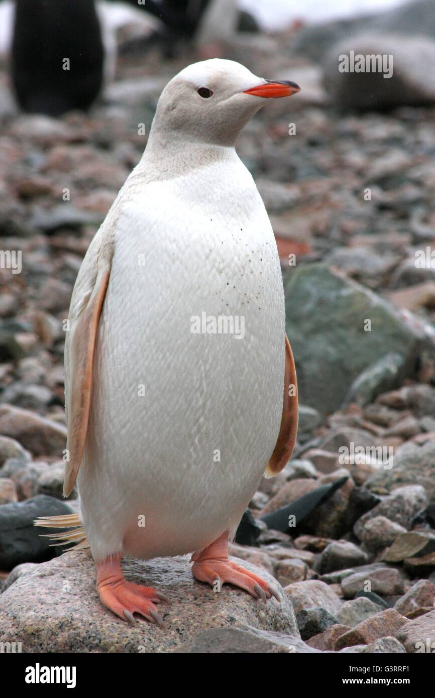 Leucistic penguin hi-res stock photography and images - Alamy