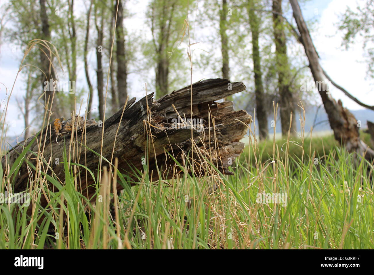 Fallen log hi-res stock photography and images - Alamy