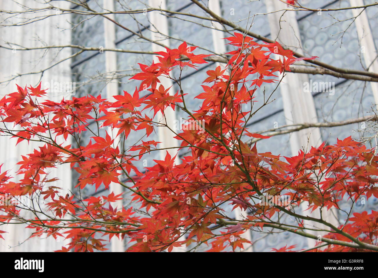Colorful leaves in front of a large building Stock Photo - Alamy