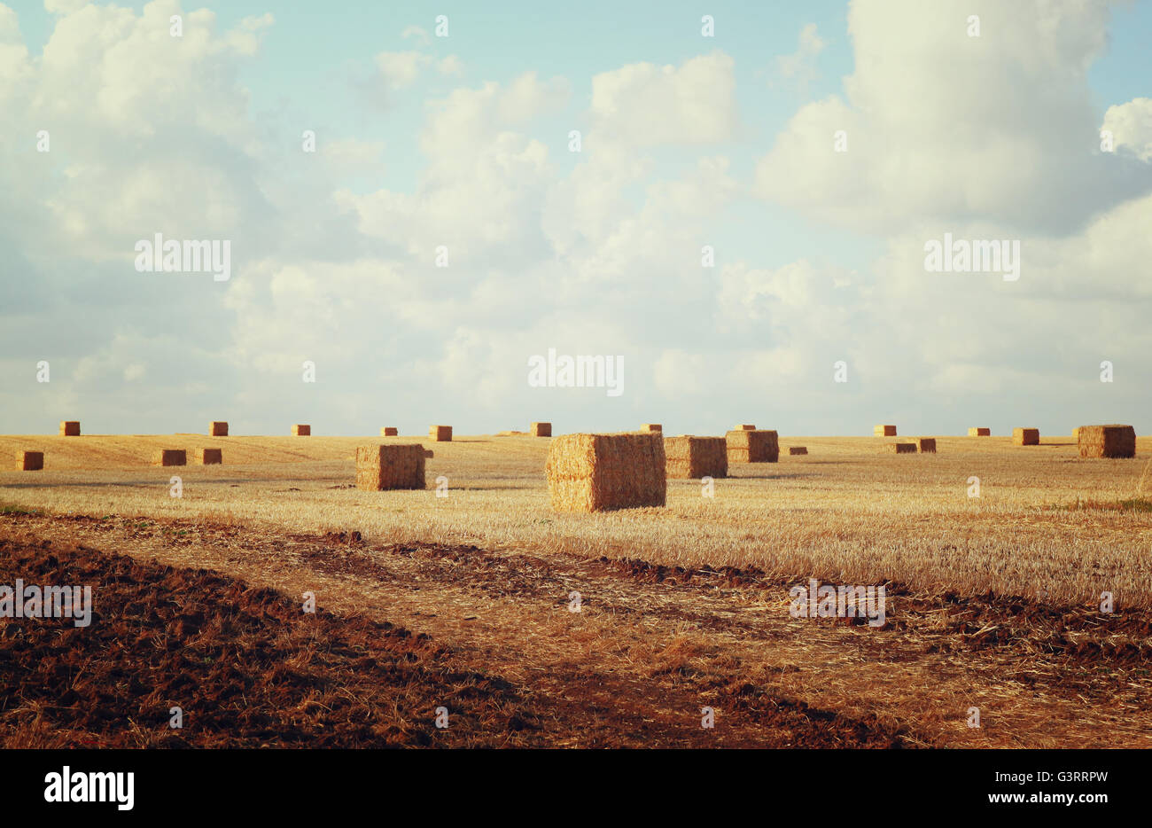 image of gold wheat haystacks field and blue sky Stock Photo - Alamy