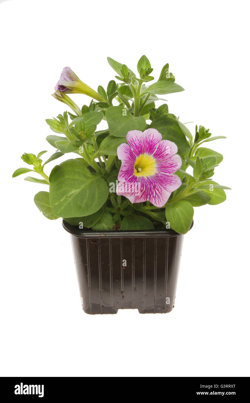 Flowering Convolvulus plant in a pot isolated against white Stock Photo ...