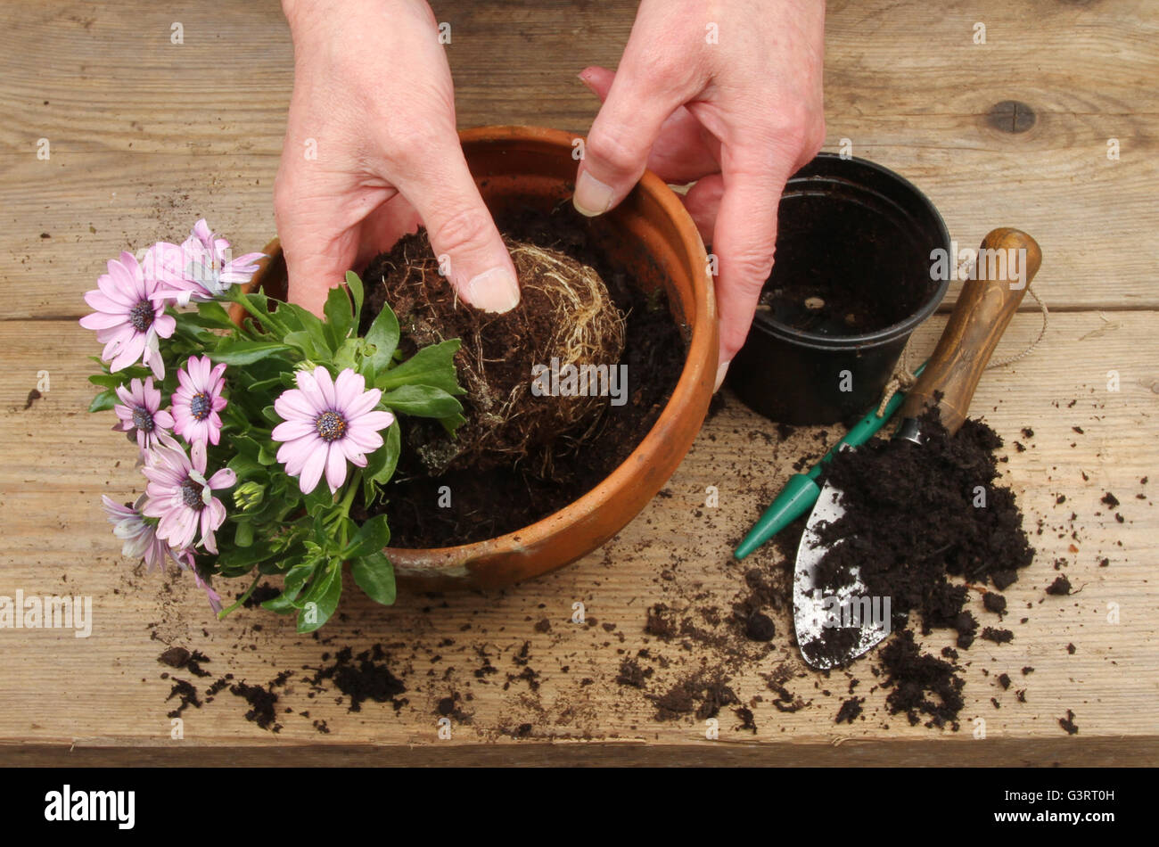 Potting a plant hi-res stock photography and images - Alamy