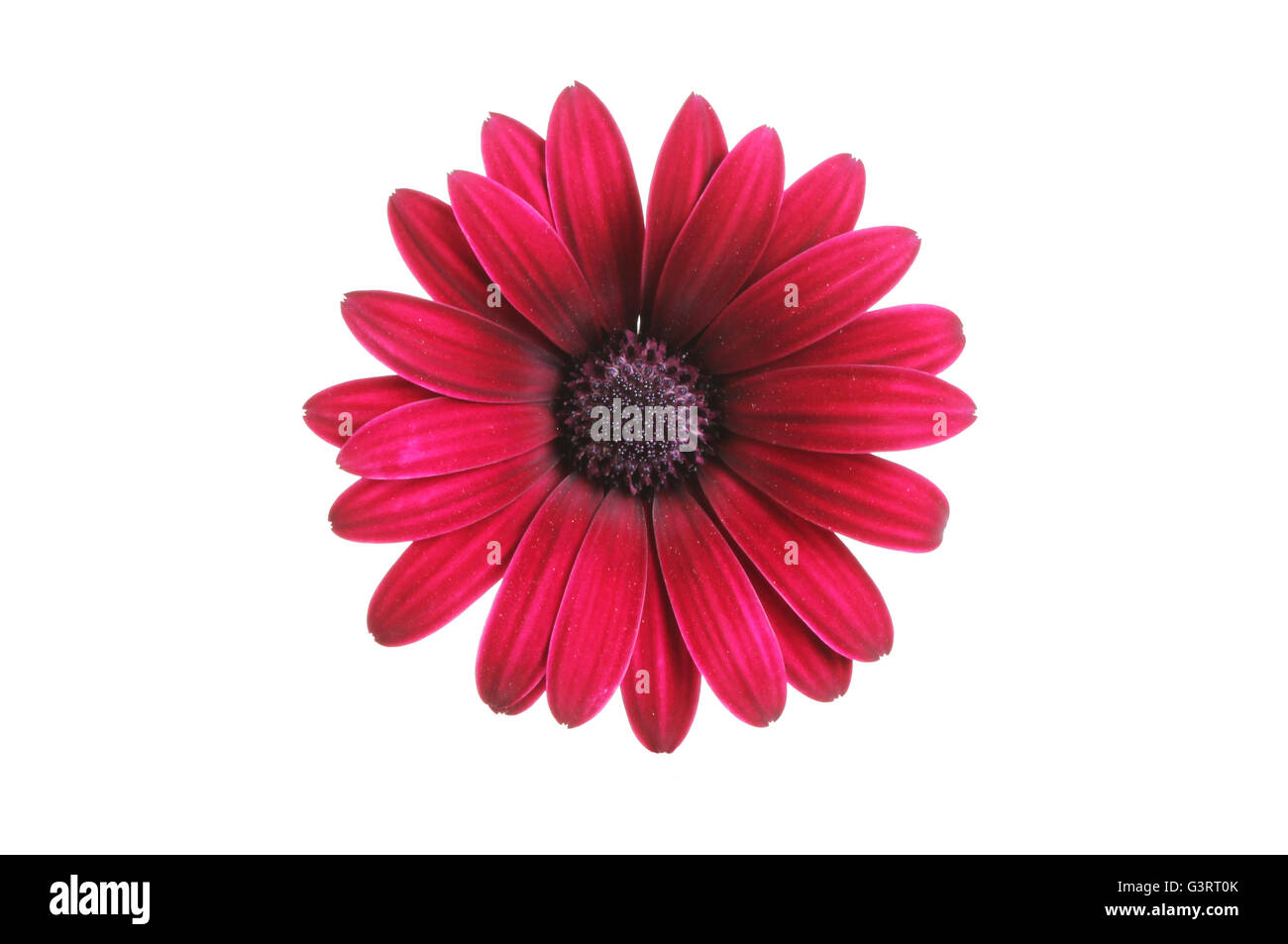 Osteospermum red hi-res stock photography and images - Alamy
