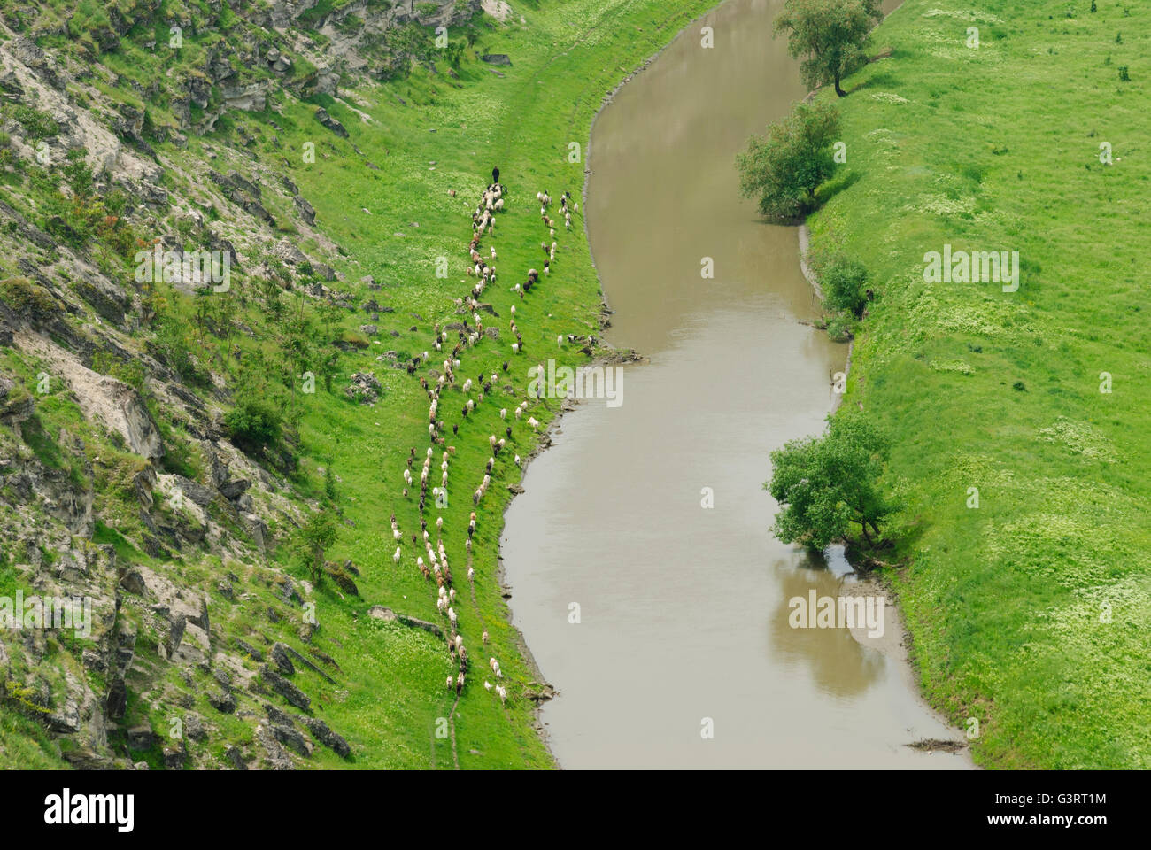 Shepherd with flock of sheep on Raut River, Moldova, , , Orheiul Vechi ...