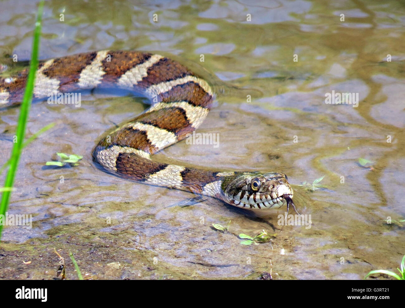 A northern water snake at the Horseshoe Bend at Port Louisa National ...