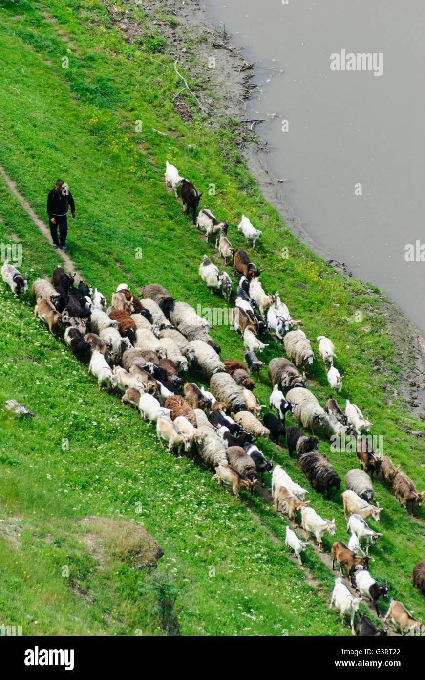 Shepherd with flock of sheep on Raut River, Moldova, , , Orheiul Vechi ...