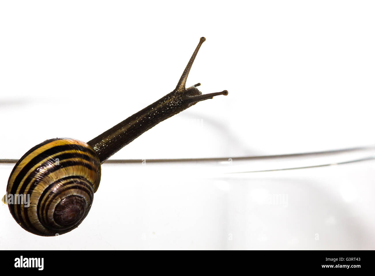 Small snail reaching out of its shell Stock Photo - Alamy