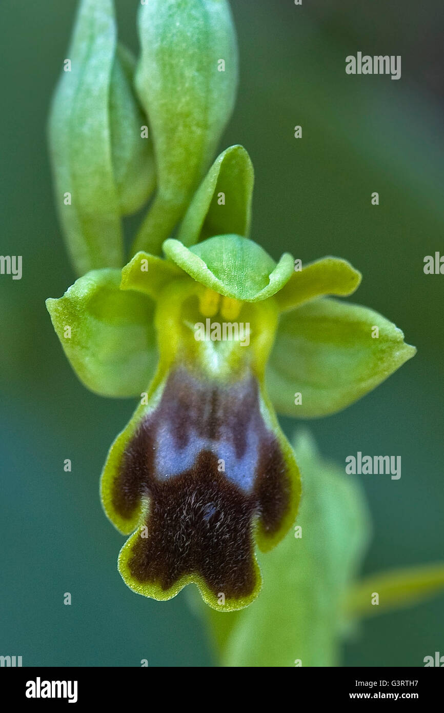 Orquidacea hi-res stock photography and images - Alamy