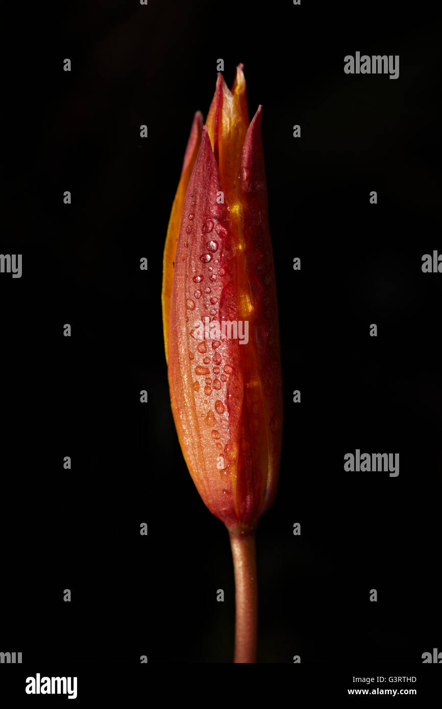 Planta bulbosa hi-res stock photography and images - Alamy