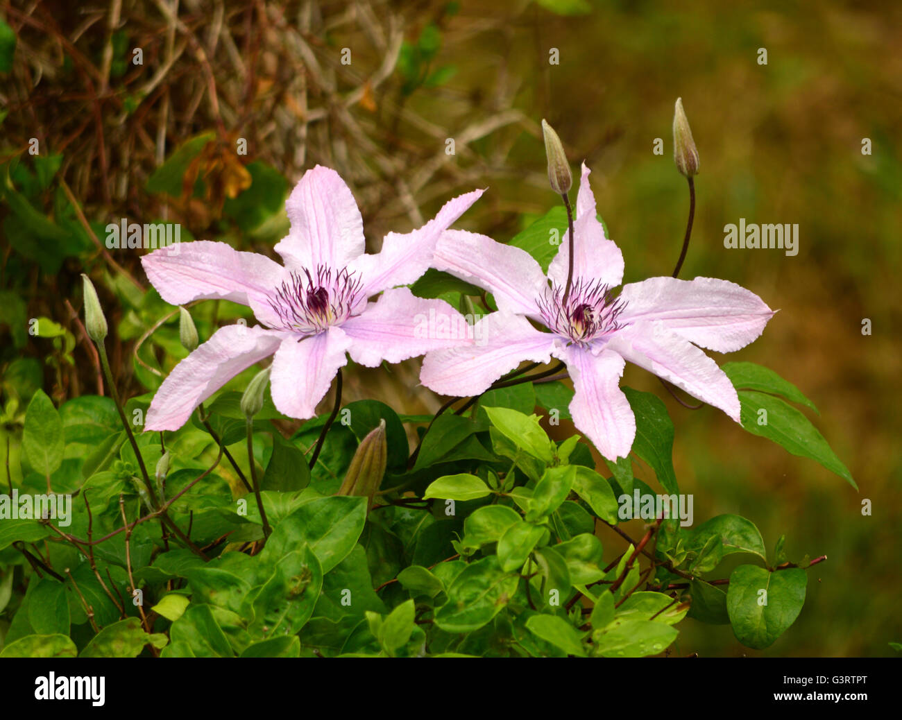 Clematis buds hi-res stock photography and images - Alamy